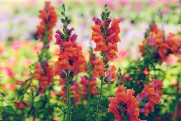Why You Should Be Deadheading Snapdragons Throughout Their Flowering ...