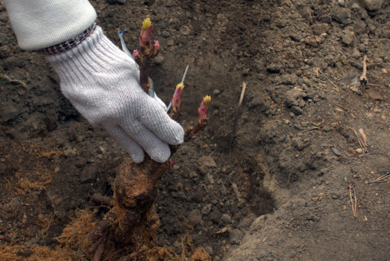 You Should Plant Bare Root Peonies In Late Autumn Say Experts - Here ...