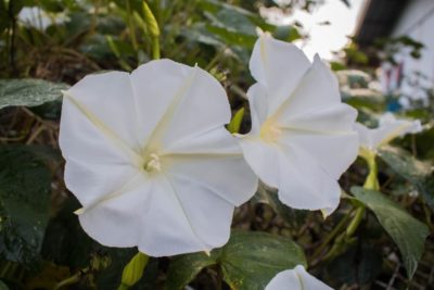 How To Grow Ipomoea Alba 'Moonflower' | Horticulture.co.uk