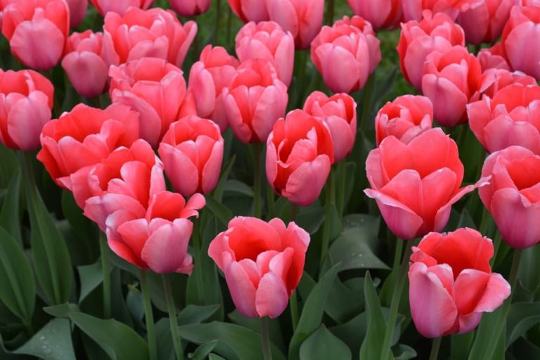16 Incredible Tulip Divisions With Pictured Varieties And Different ...