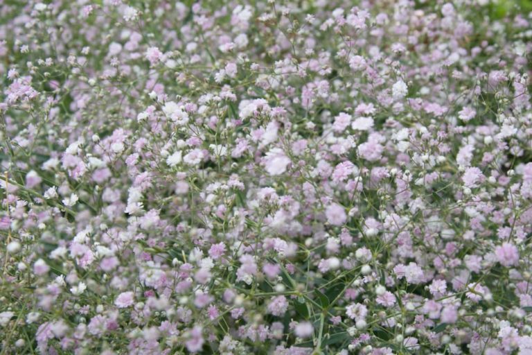 11 Ornate Gypsophila Varieties Including Florist’s Gyp - 'This Genus ...