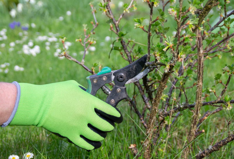 Prune Gooseberry Bushes Like This To Produce A Much Bigger Crop Overall ...