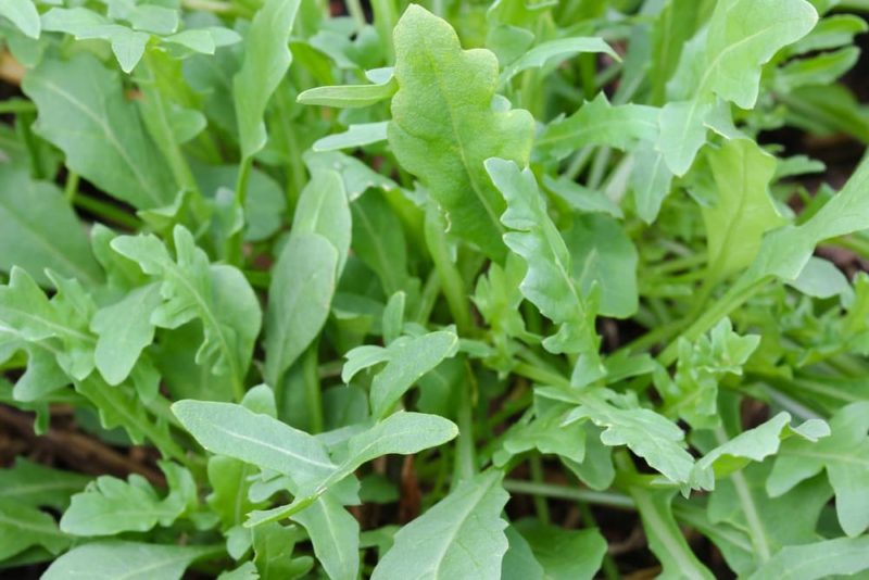 8 Salad And Wild Rocket (Arugula) Varieties: From The Garden To The ...
