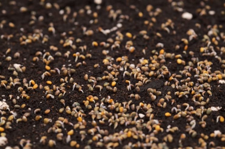 How To Grow Rocket In Your Garden | Horticulture.co.uk