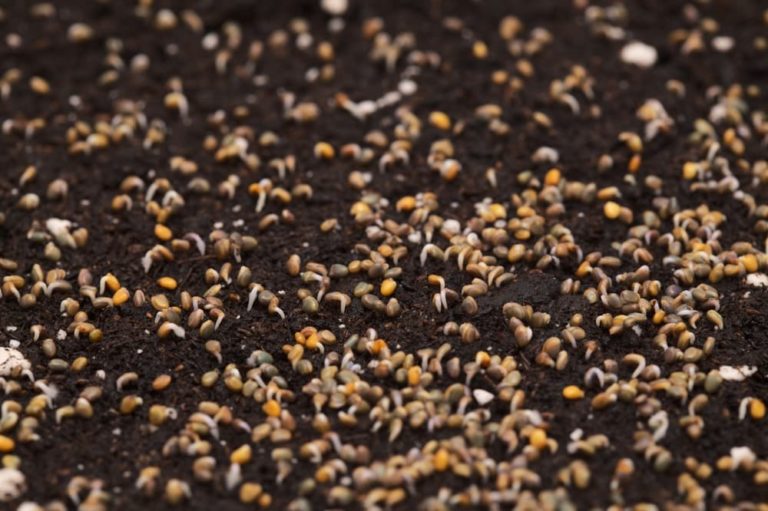 How To Grow Rocket In Your Garden | Horticulture.co.uk