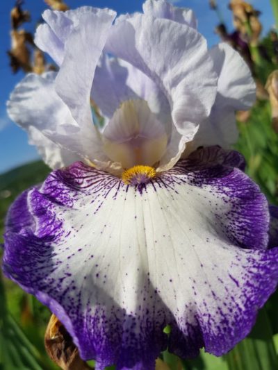 10 Fascinating Bearded Iris Varieties With Some Lovely Colour ...