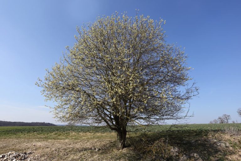 11 Willow Varieties With Interesting Attributes And Habits - Some Can ...