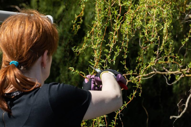 Willow Tree Care & Growing Tips | Horticulture.co.uk