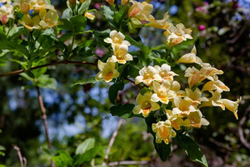 How To Grow & Care For Weigela Shrubs | Horticulture