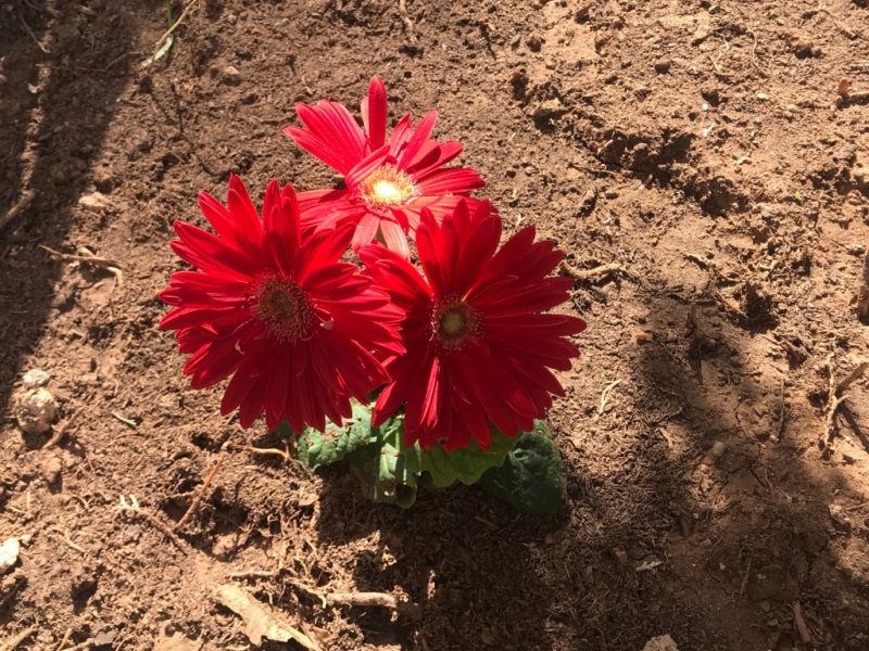 Any Of These 3 Methods Will Work To Grow New Gerbera Plants Say ...