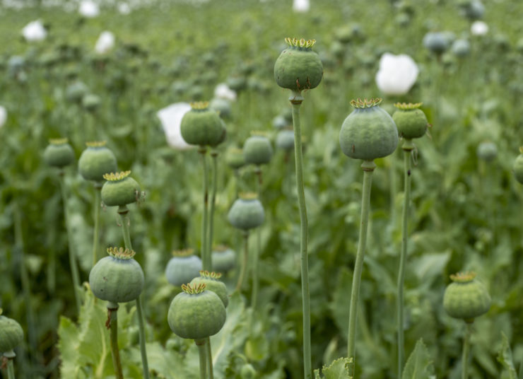 Poppy Plant Care Needn't Be An Exact Science, But These Tips Can Help ...