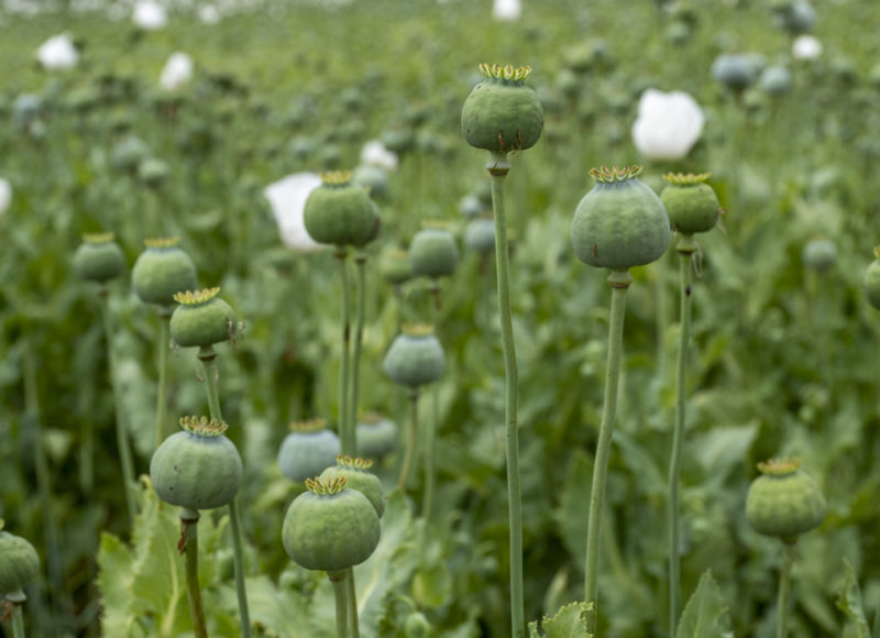 Poppy Plant Care Needn't Be An Exact Science, But These Tips Can Help ...