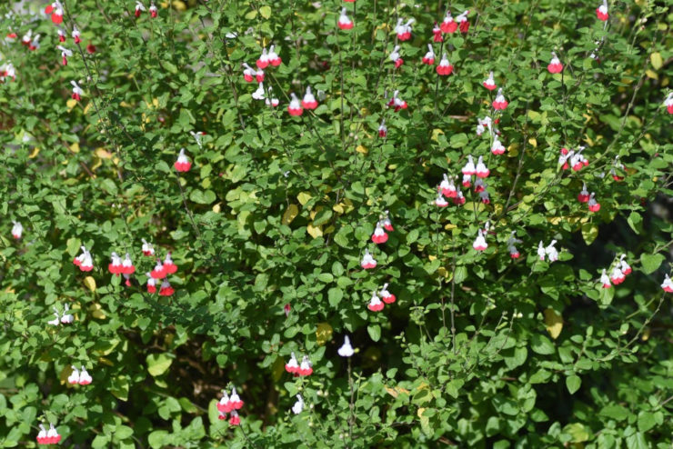 Salvia ‘Hot Lips’: Here's Where Experts Say To Plant Yours For Optimal ...