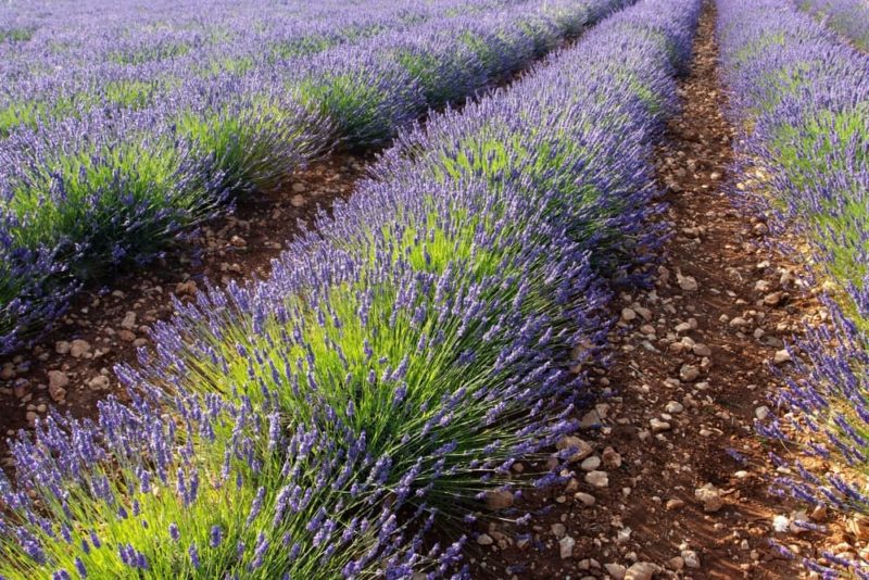 English Lavender Growers Share Their Secrets - 'The Most Important ...
