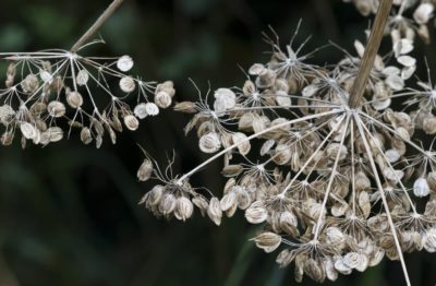 This Is How To Grow Angelica - Ideal For Herb Gardens, Hedgerows Or ...