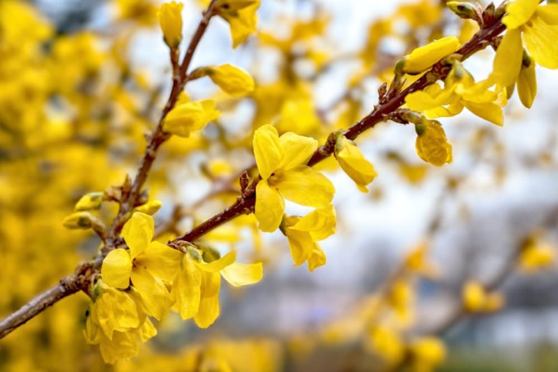 14 Brilliant Yellow Forsythia Varieties | Horticulture.co.uk