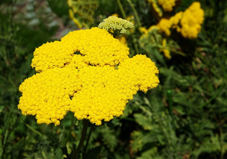 These 15 Self-Seeding Yarrow Varieties Are A Dream For Organic ...
