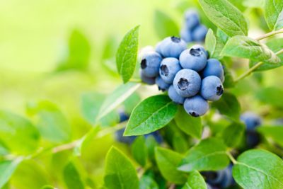 11 Delicious Blueberry Varieties With Lorraine Summer From Trehane ...