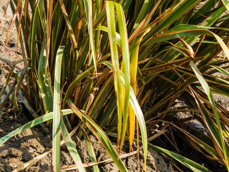 Phormiums Can Thrive When Grown In Pots - Experts Recommend These ...