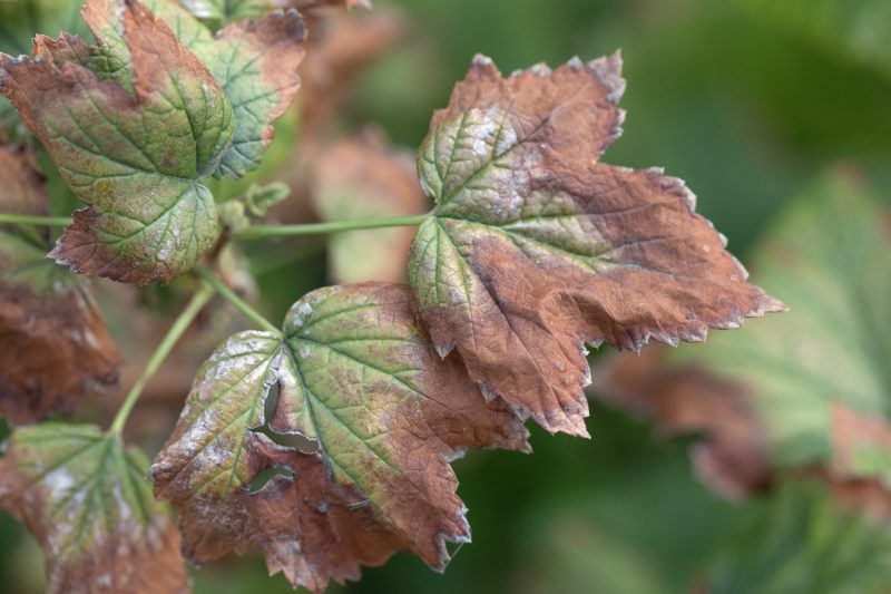 Maple Society Chairman On 3 Issues That Are Common With Acer Plants ...