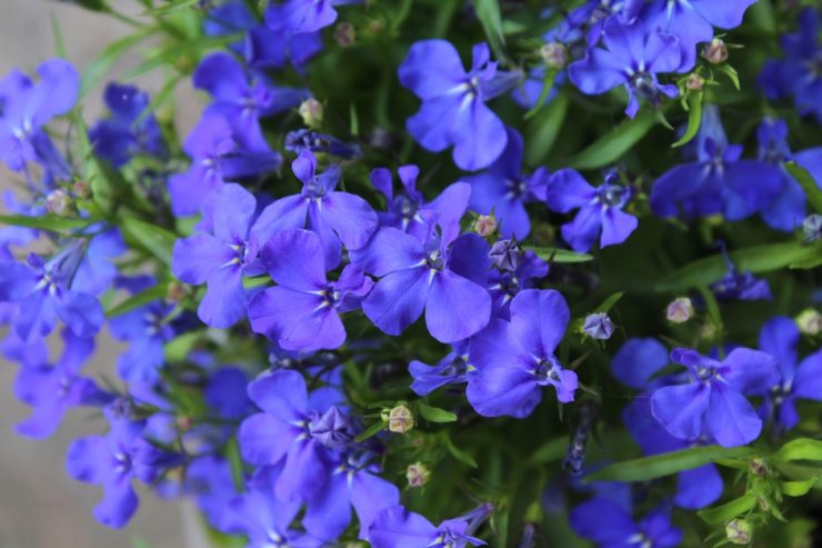 Lobelia Is An Astonishingly Diverse Genus - Here Are 14 Hand-Picked ...