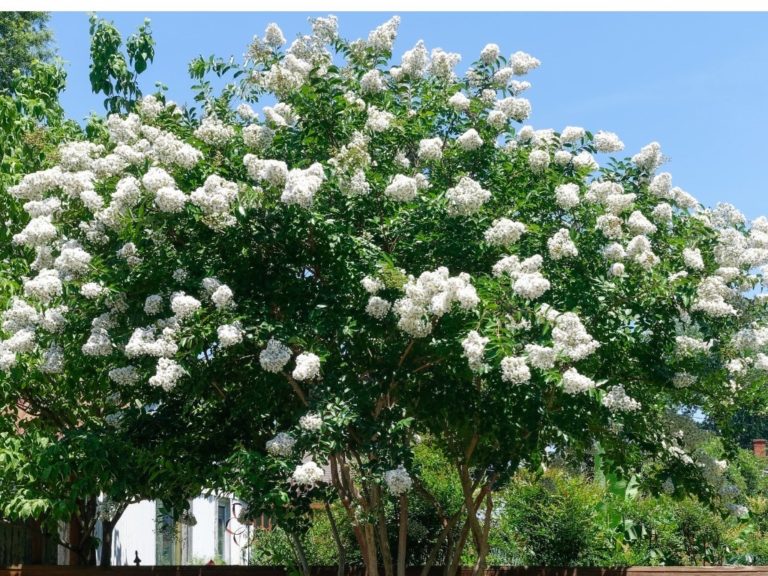 How To Grow & Care For Crape Myrtle (Lagerstroemia Indica)