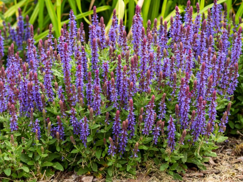 Salvia Nemorosa (‘Woodland Sage’) Is An Ideal Wildlife Plant: How To ...