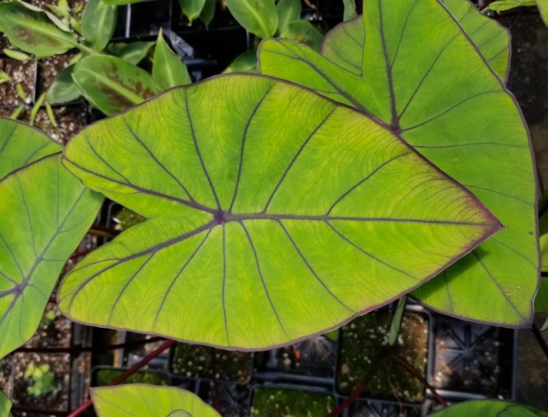 'Black Magic' To 'White Lava' - Here's 15 Taro Types Loved By ...