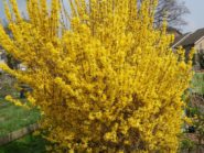 Prune Forsythia In Spring Say Gardeners, Immediately After They've ...