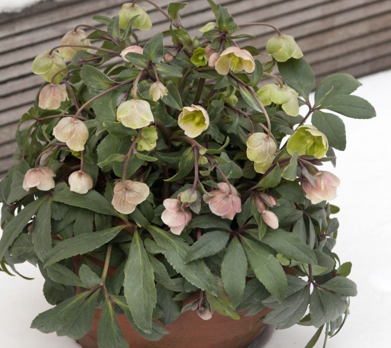 Top Tips For Growing Hellebore In Pots | Horticulture.co.uk
