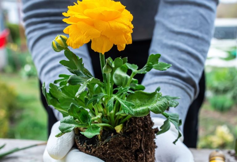 Why Ranunculus Grow Best In Containers: They Love Free Draining ...