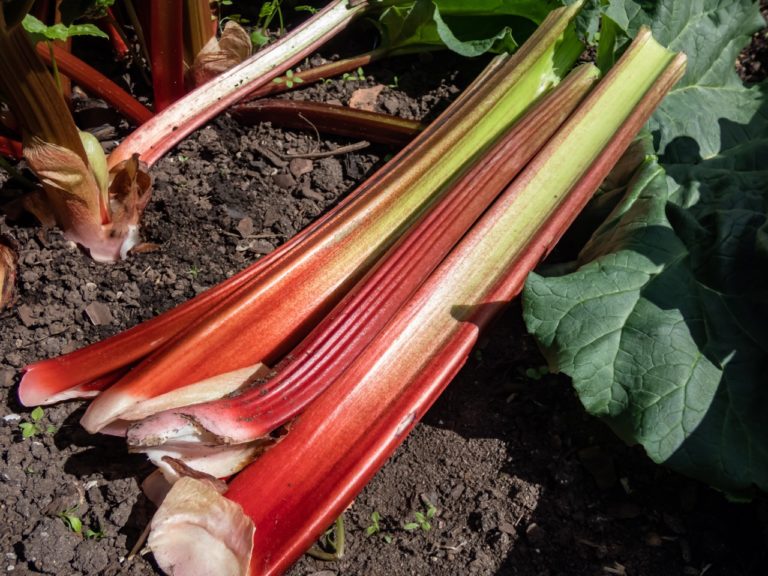 Thin Stalks On Your Rhubarb? Your Plant Might Need Dividing Or ...