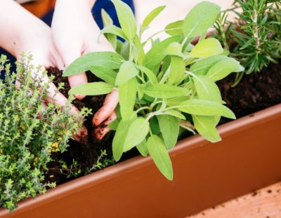 Salvias Will Grow Happily In Containers (And It's Essential For The ...