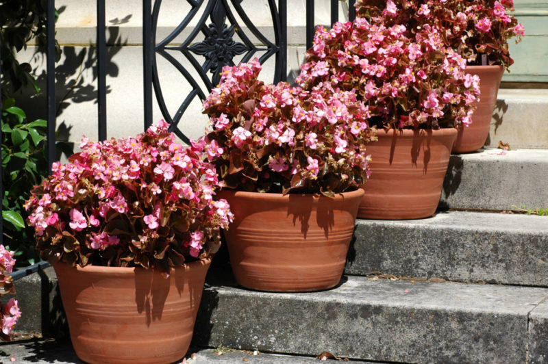 5 Key Tips When Growing Begonias In Pots | Horticulture