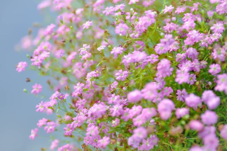 11 Ornate Gypsophila Varieties Including Florist’s Gyp - 'This Genus ...