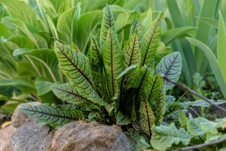 English vs French Sorrel Explained, With 12 Interesting Varieties To ...