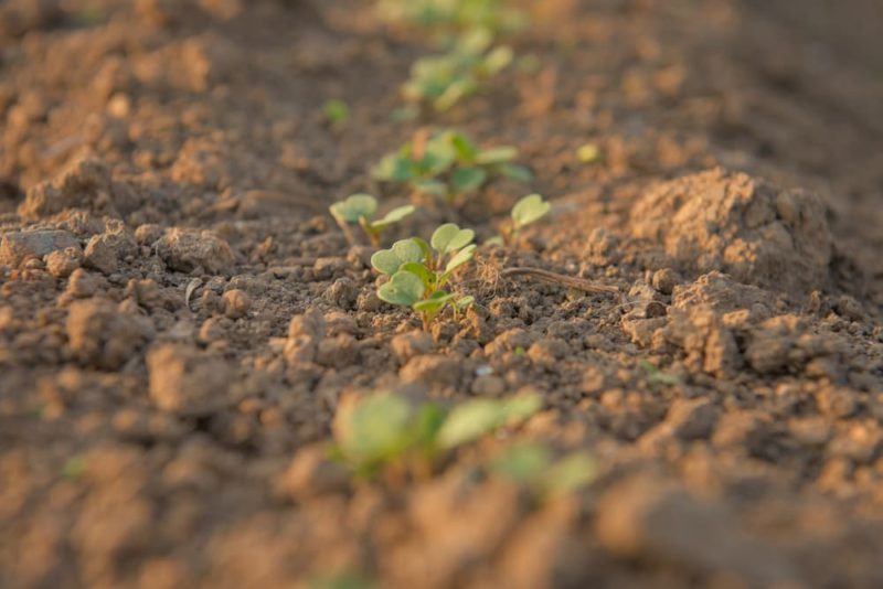 How To Grow Rocket In Your Garden | Horticulture.co.uk