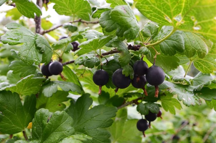 Horticulturists Recommend 12 Gooseberry Varieties With Culinary And ...
