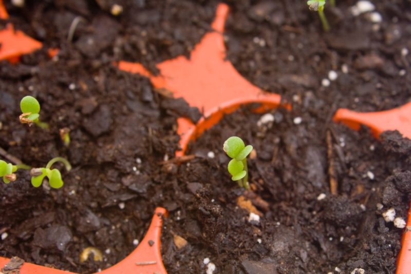 Any Of These 3 Methods Will Work To Grow New Gerbera Plants Say ...