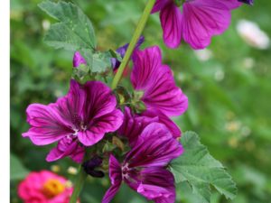 14 Colourful Lavatera Varieties | Horticulture Magazine