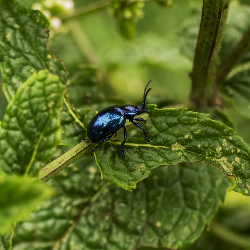 Identifying Blue Mint Beetle: Are They A Problem And Do They Need ...