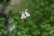 Salvia ‘Hot Lips’: Here's Where Experts Say To Plant Yours For Optimal ...