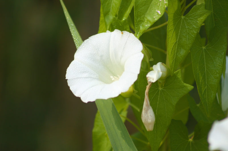 How To Grow Ipomoea Alba 'Moonflower' | Horticulture.co.uk