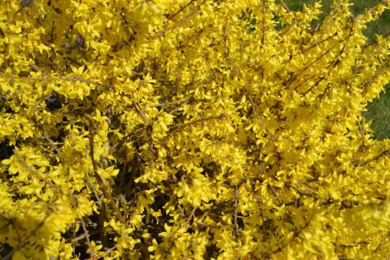 14 Brilliant Yellow Forsythia Varieties | Horticulture.co.uk