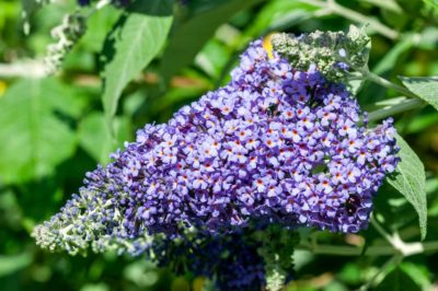 Grow Buddleja For Pollinators, But Beware - It Can Be Invasive ...