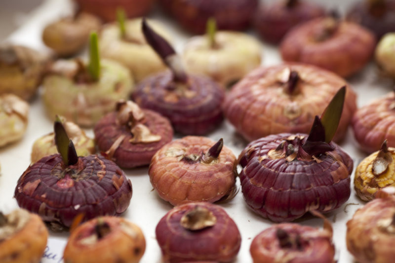 Do You Need To Dig Up Gladiolus Corms For Winter? It Depends, Say ...