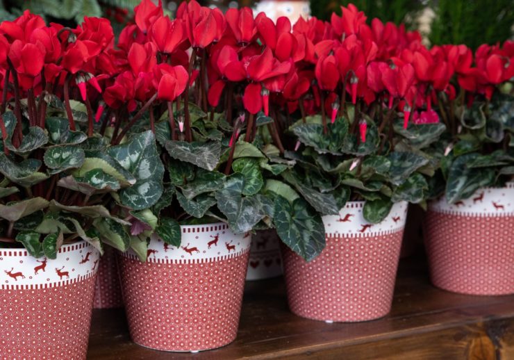 8 Ravishing Red Cyclamen Varieties Including Elizabeth Waddington's ...