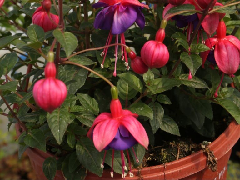 Hardy Fuchsia Societies Share Their Growing Tips For Getting The Most Out Of Your Plants ...