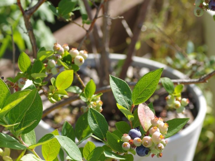 Grow Blueberries In Pots To Help Create The Perfect pH And Moisture ...