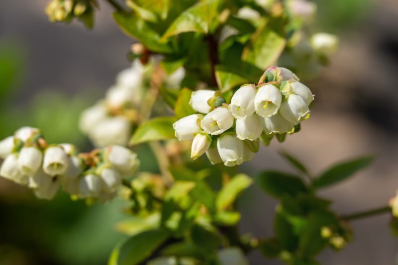 Most Blueberry Cultivars Are Winter Hardy - But These 5 Steps Will ...
